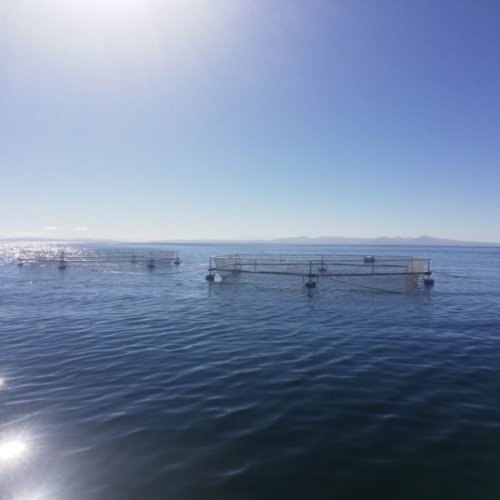 Pigmentación Natural en Truchas | En la Región de Puno